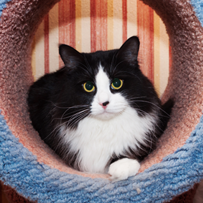 Tejas Veterinary Clinic - Home